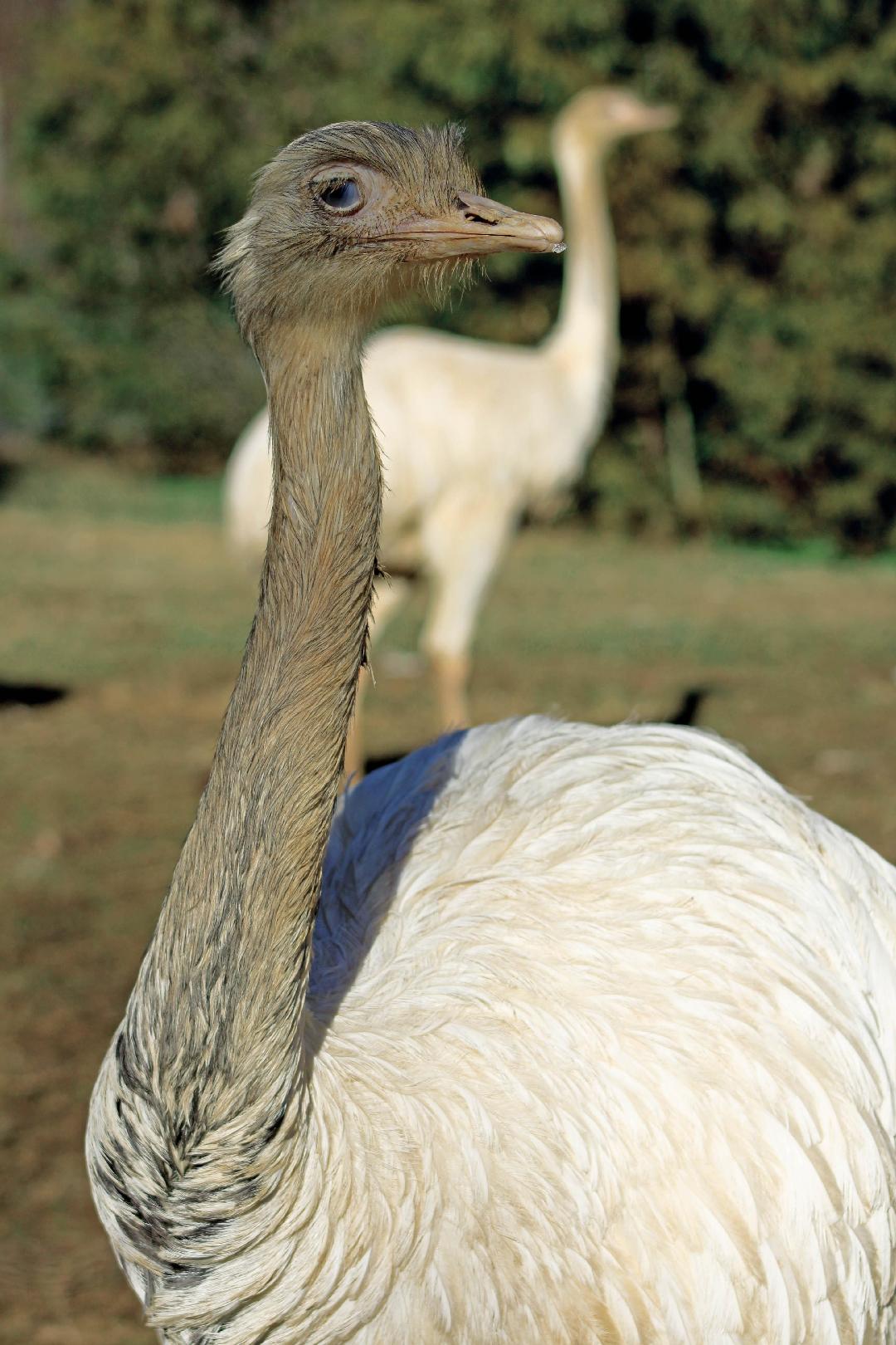 Raising Rhea Birds to Diversify - Backyard Poultry